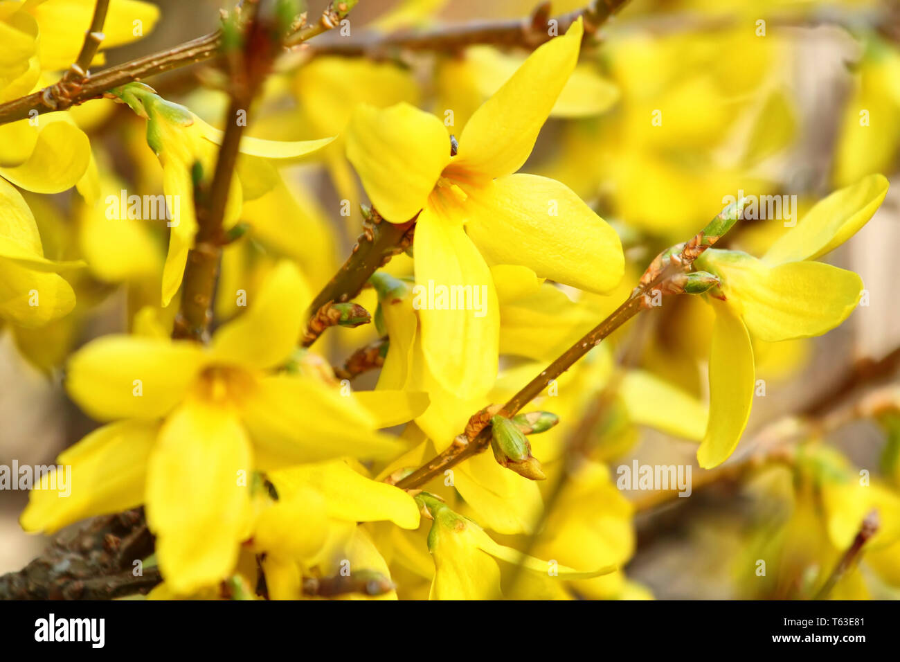 Forsythia bush hi-res stock photography and images - Alamy