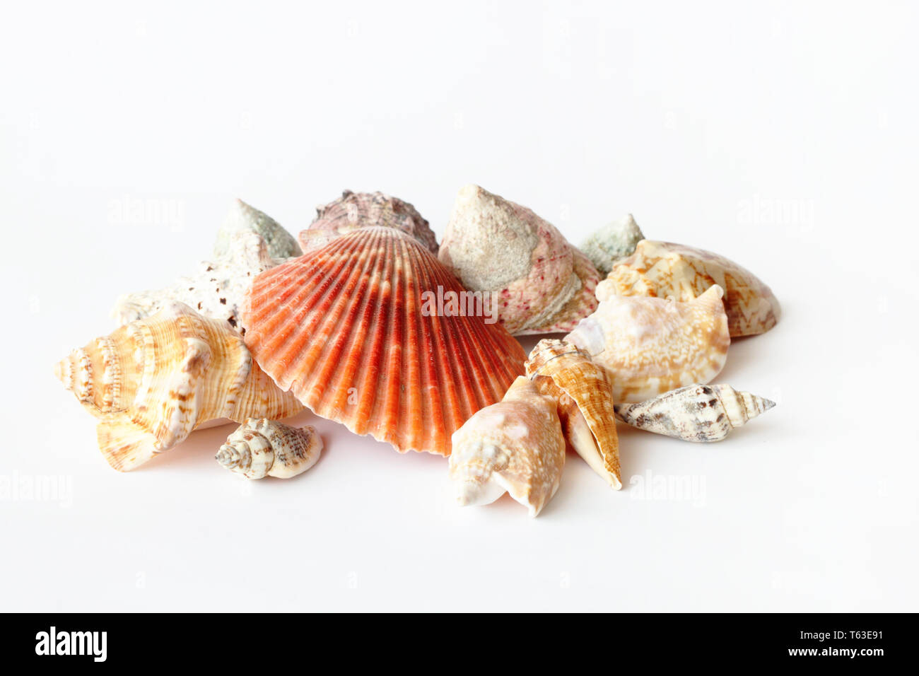Beautifull sea shells close up on white background Stock Photo - Alamy