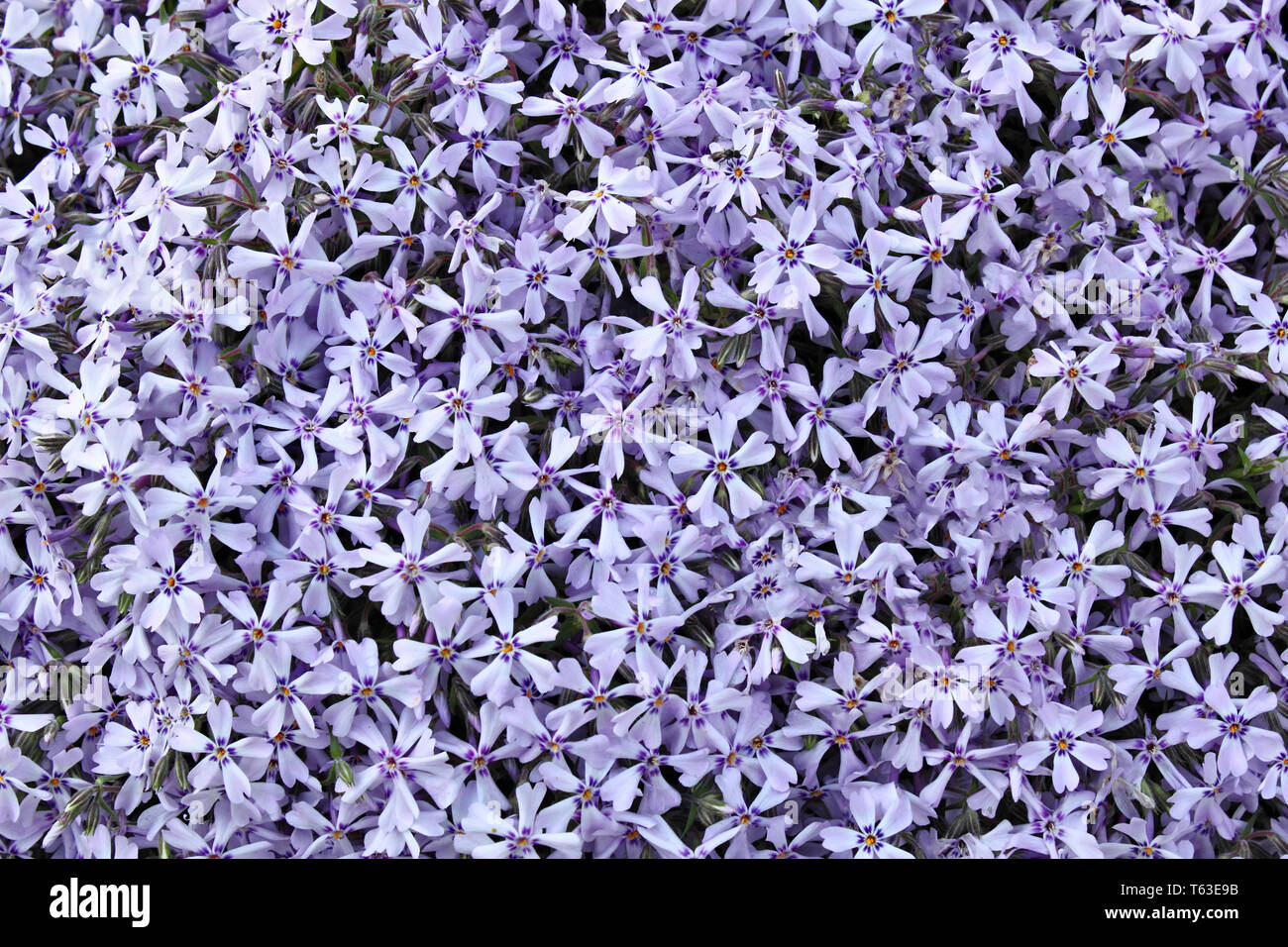 real blue flowers for natural background Stock Photo - Alamy