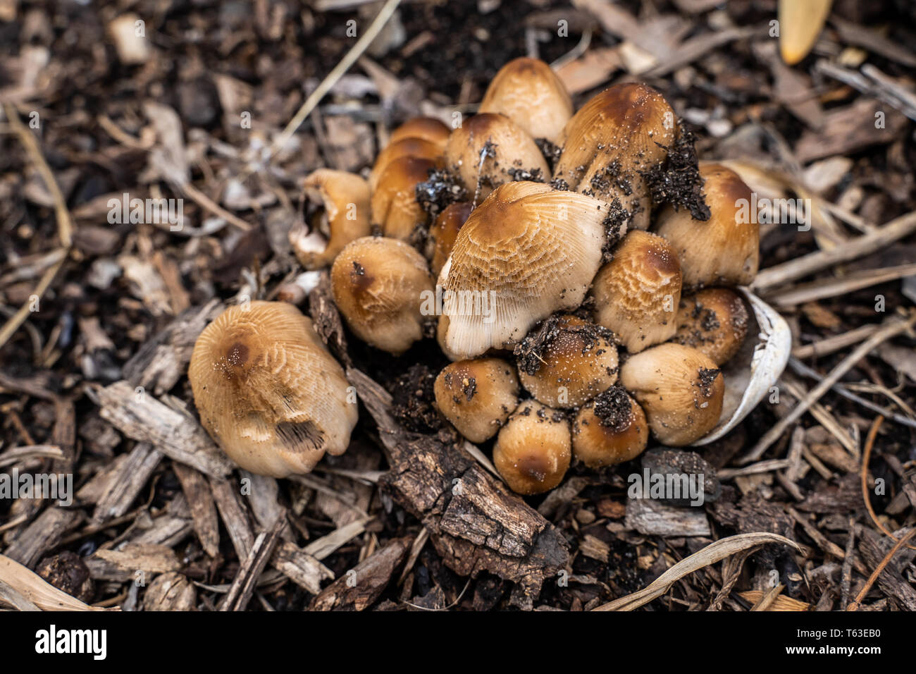 Clump of mushrooms hi-res stock photography and images - Alamy