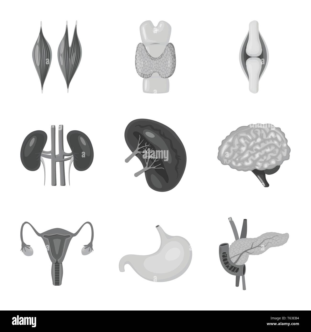 Vector design of internal and medical sign. Collection of internal and ...