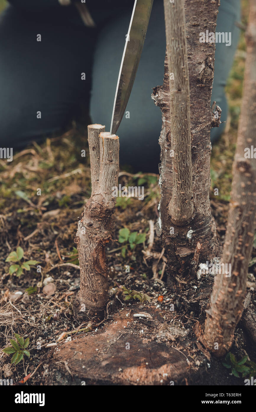 Stump grafting hi-res stock photography and images - Alamy