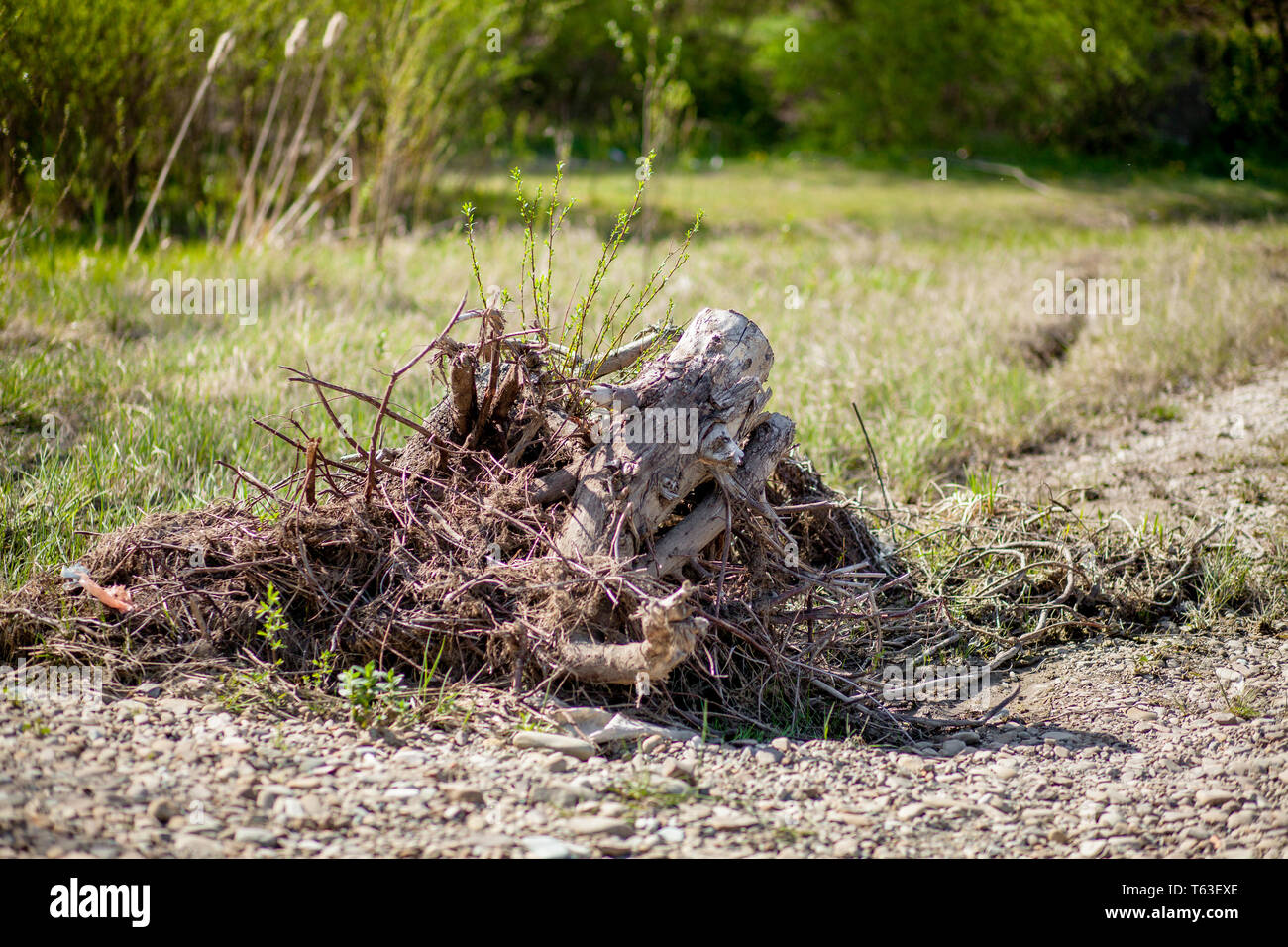 Death of olve trees hi-res stock photography and images - Alamy