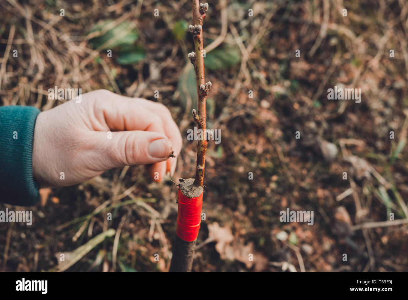 A gardener's woman clogs a cut-off part of the grafted tree to prevent ...