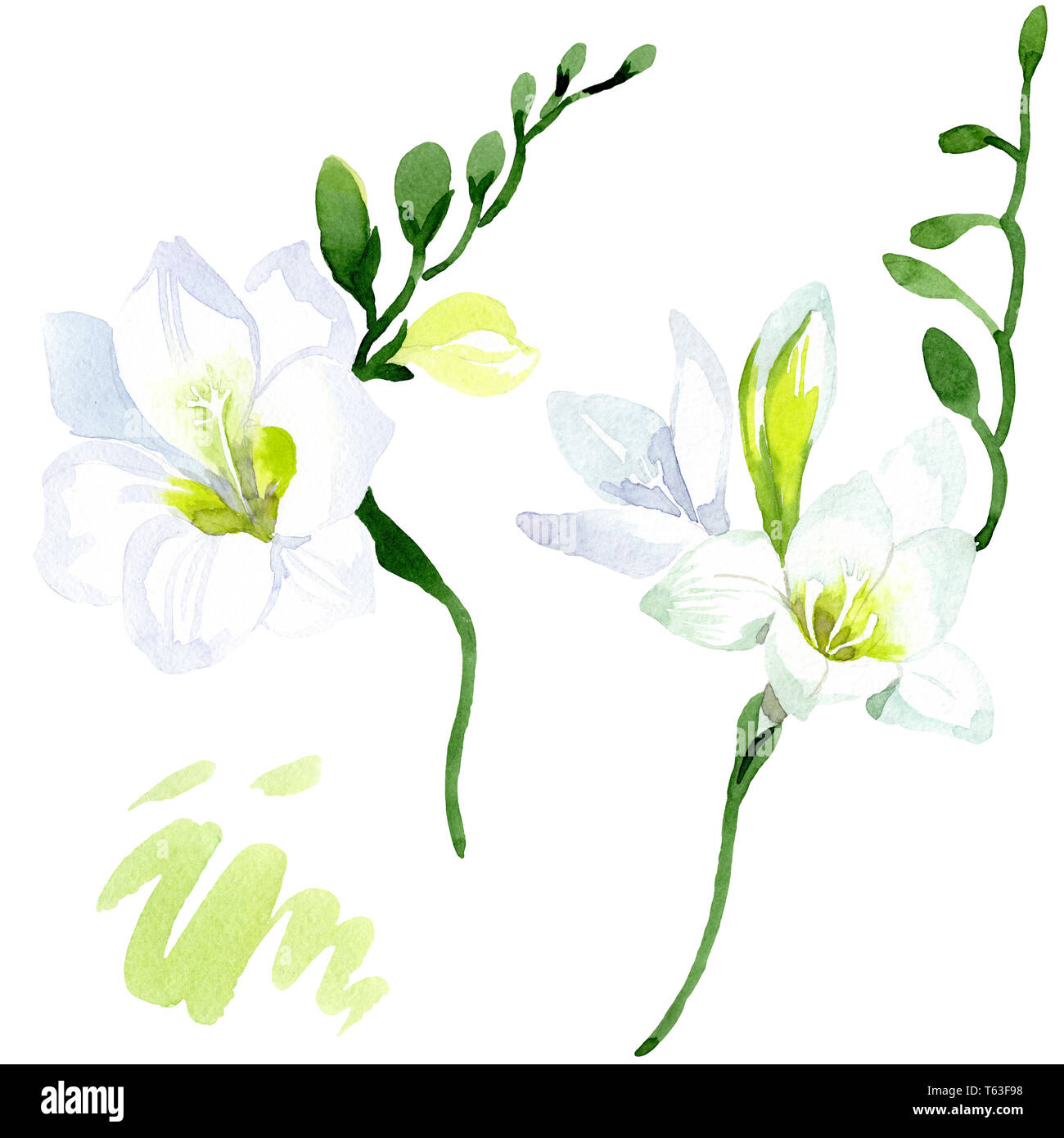 White freesia floral botanical flowers. Watercolor background ...
