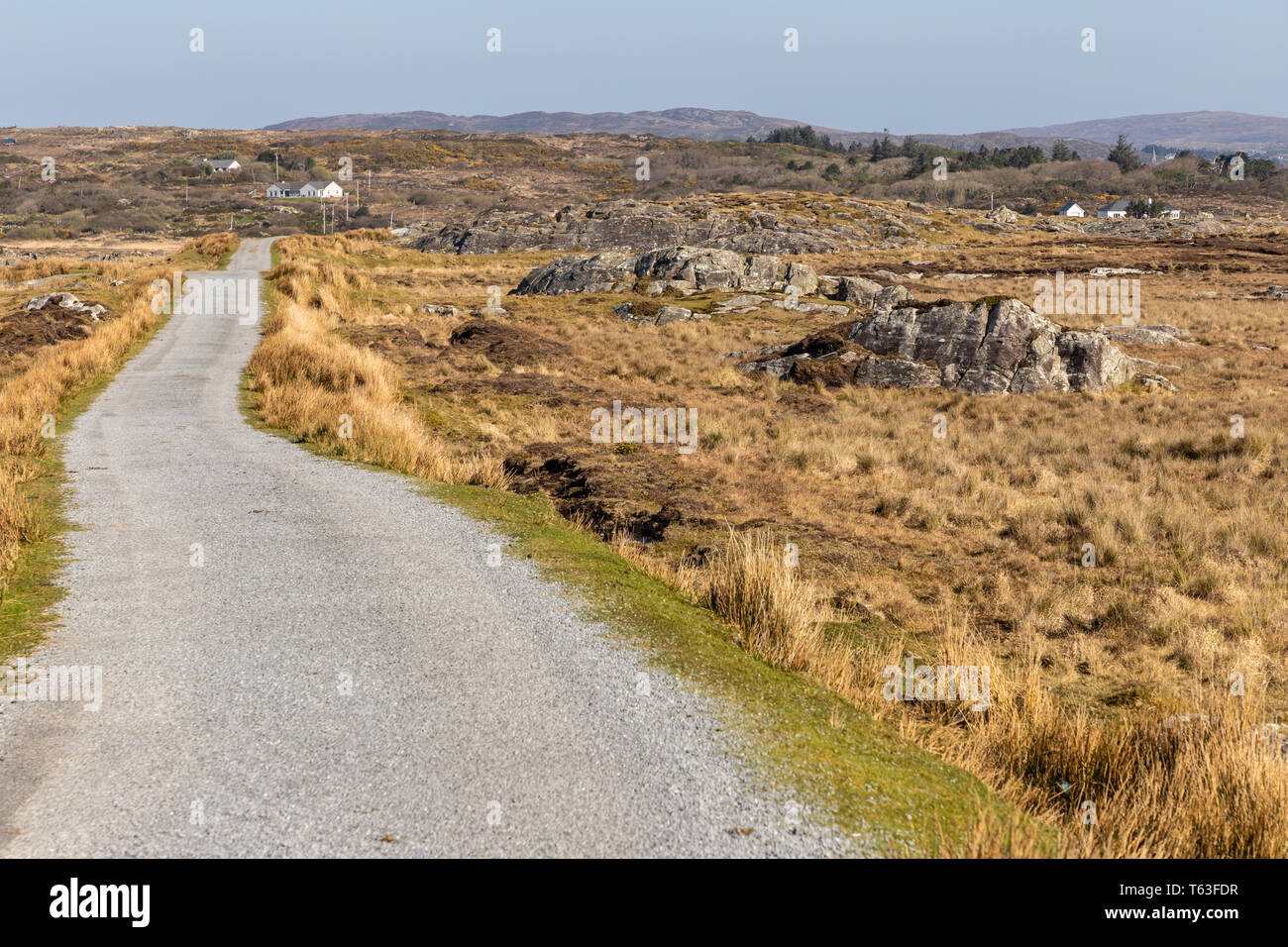 Farm road around Bog with vegetation and rocks, Clifden, Galway ...