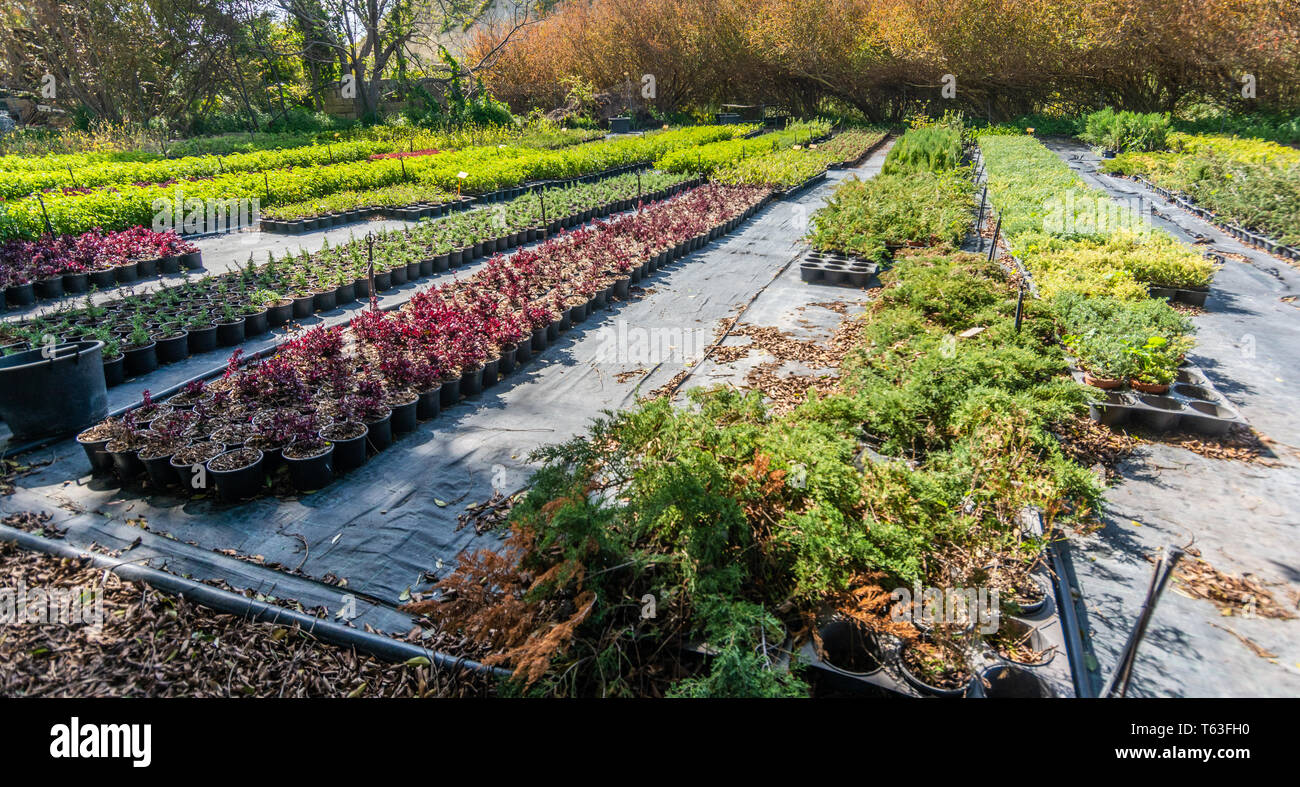 Nursery with plants for landscaping Stock Photo - Alamy
