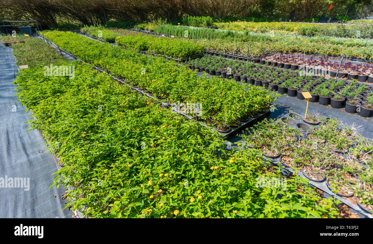 Nursery with plants for landscaping Stock Photo - Alamy