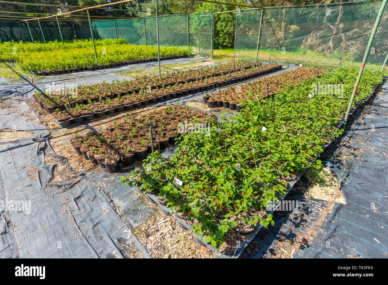 Nursery with plants for landscaping Stock Photo - Alamy
