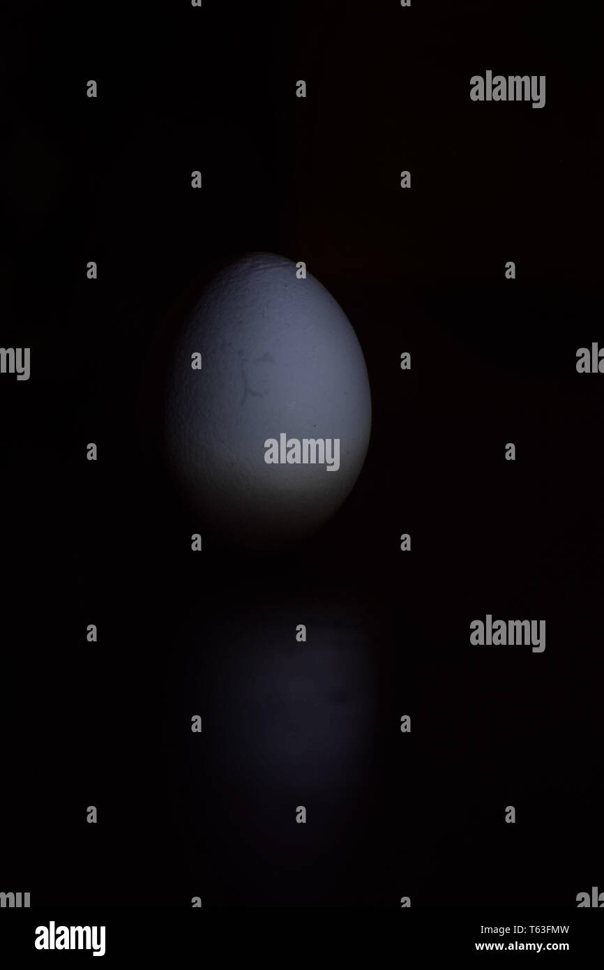 Egg under single light source Stock Photo - Alamy