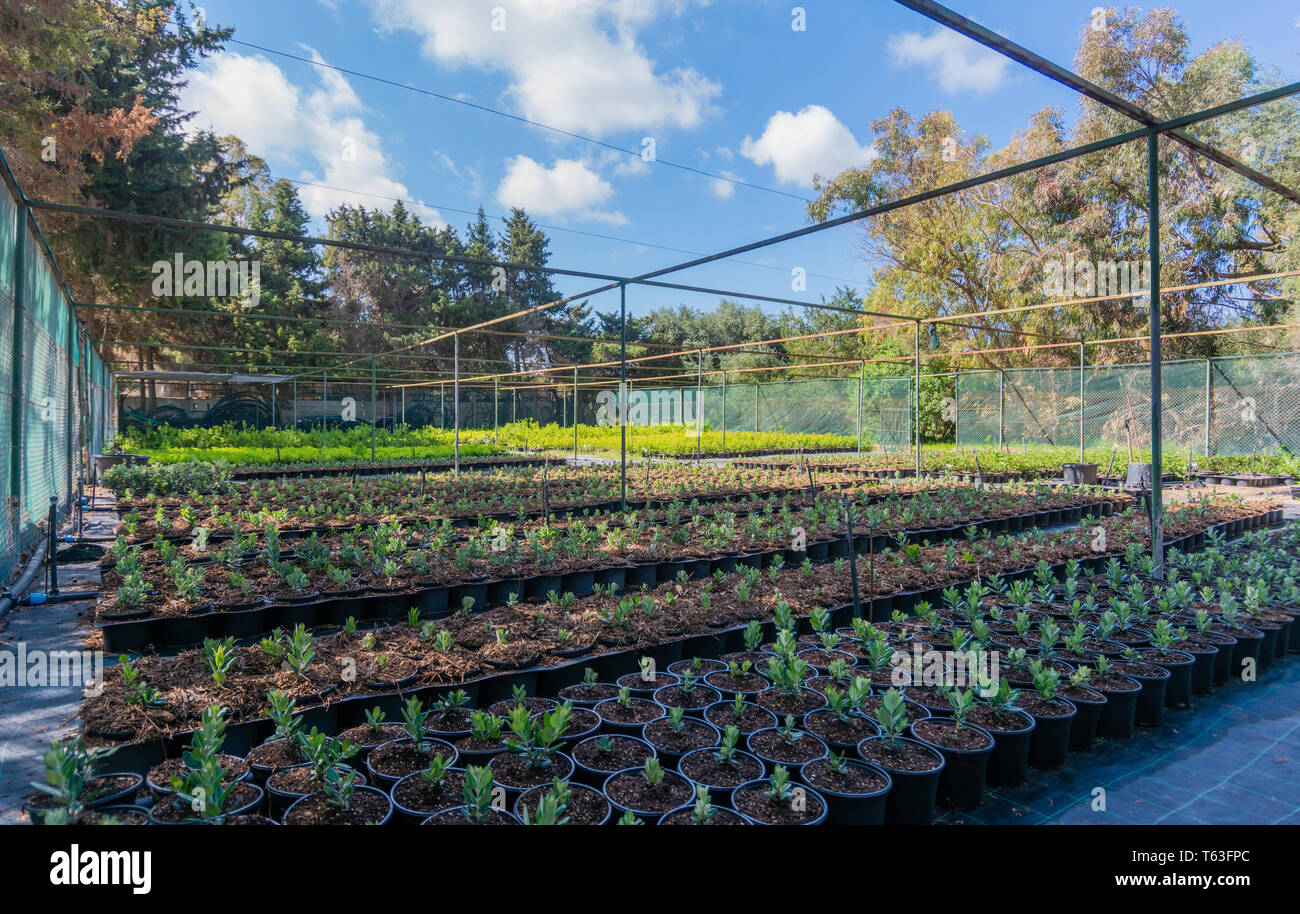 Nursery with plants for landscaping Stock Photo - Alamy