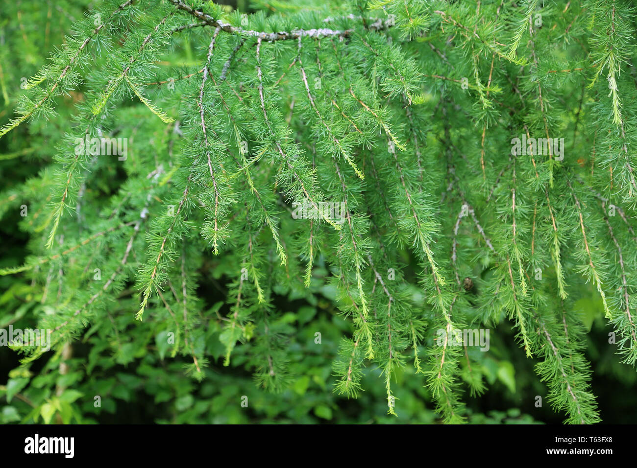 Larch tree branch hi-res stock photography and images - Alamy