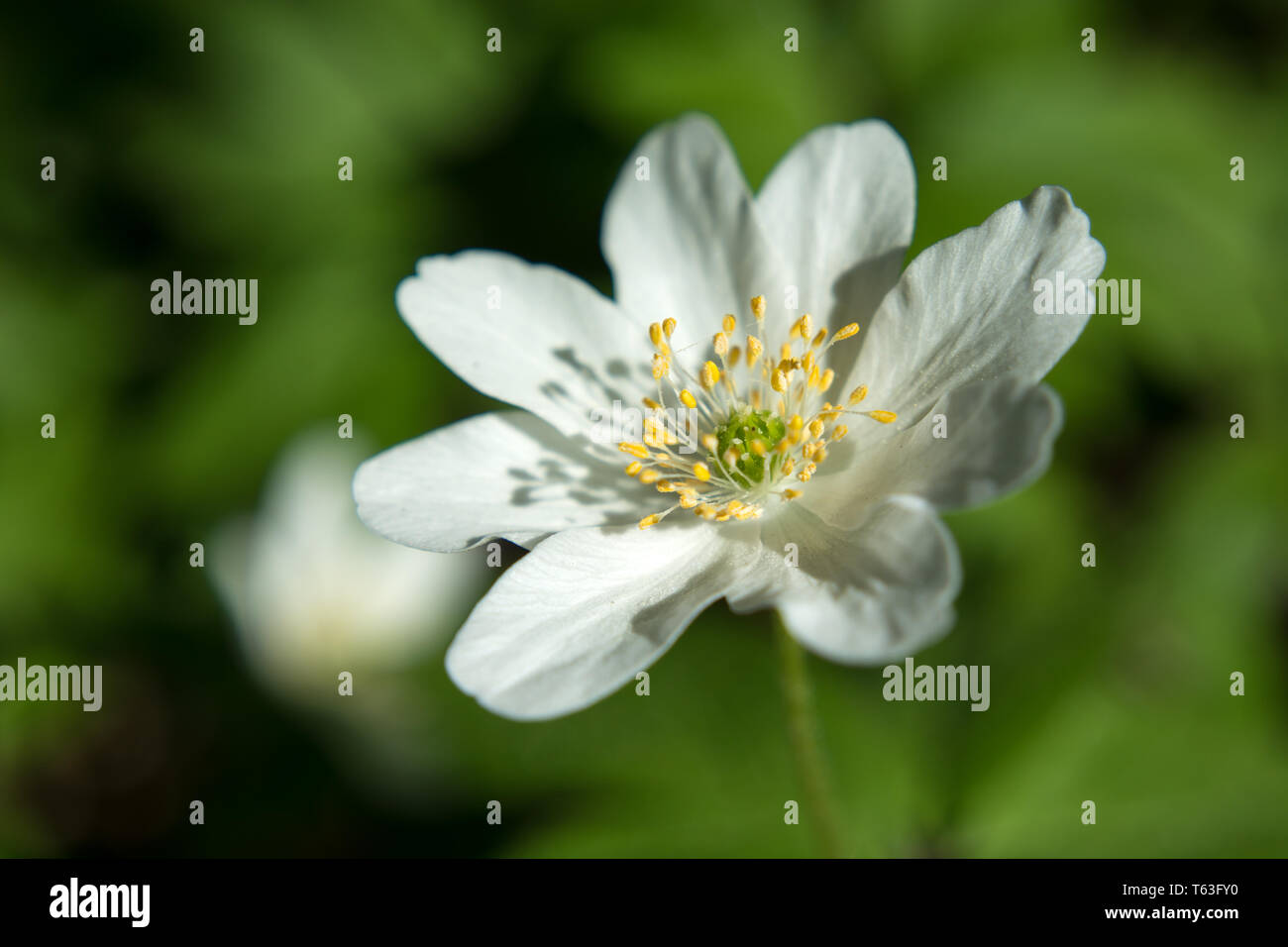 Thimbleweed hi-res stock photography and images - Alamy