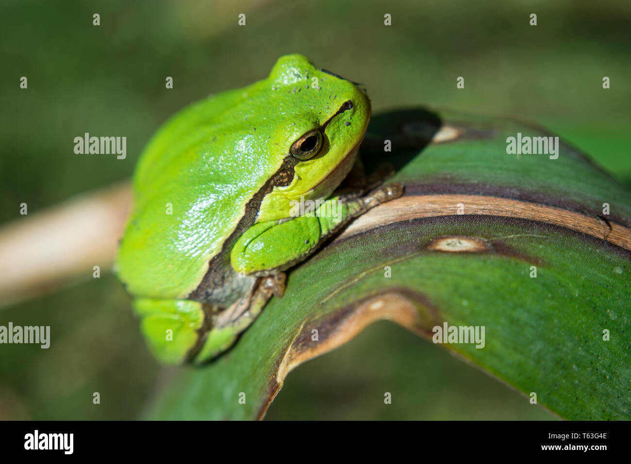 Pretty tree frog hi-res stock photography and images - Alamy