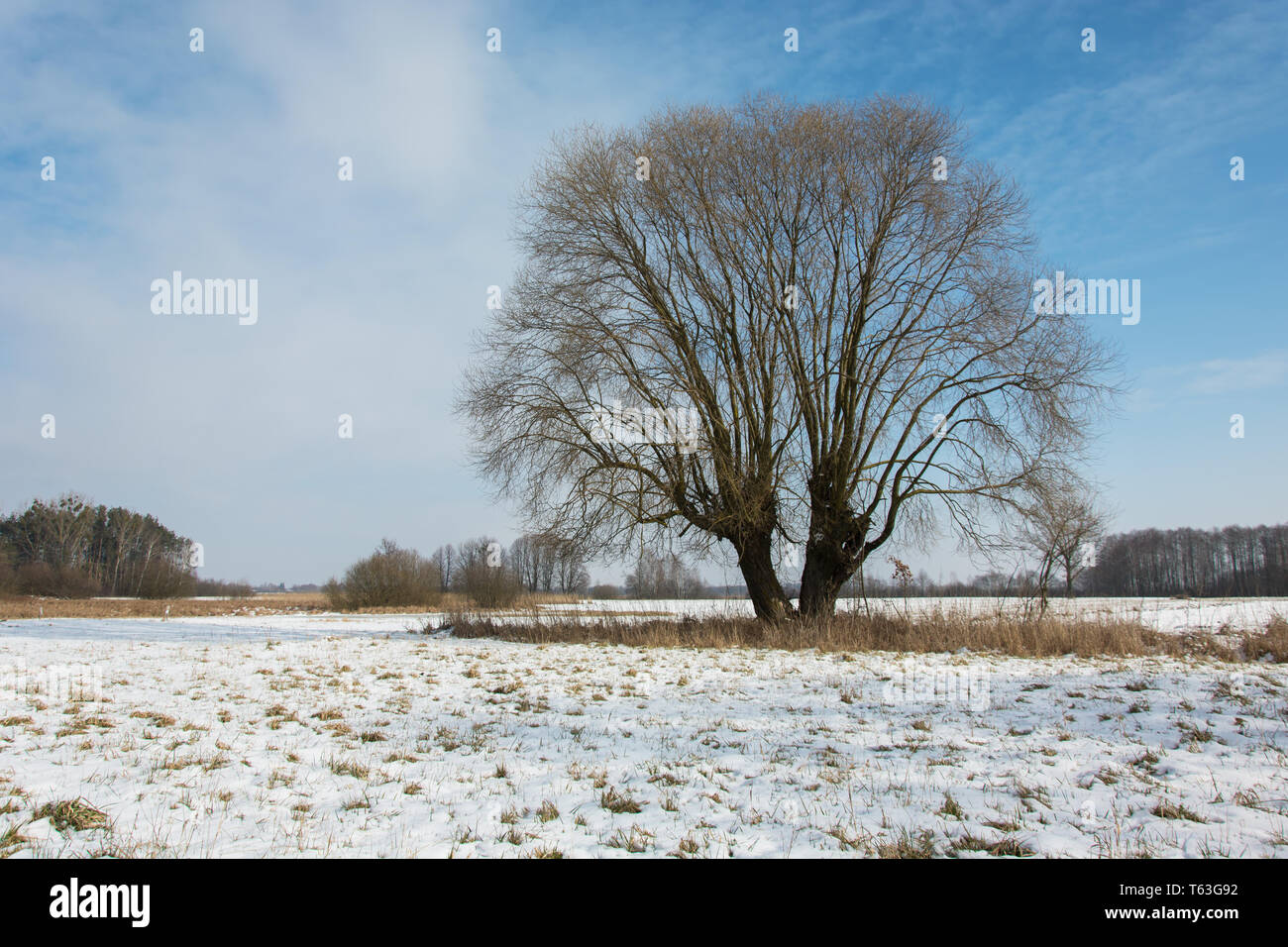 Big willow tree, snow on the meadow and blue sky - view in winter day ...