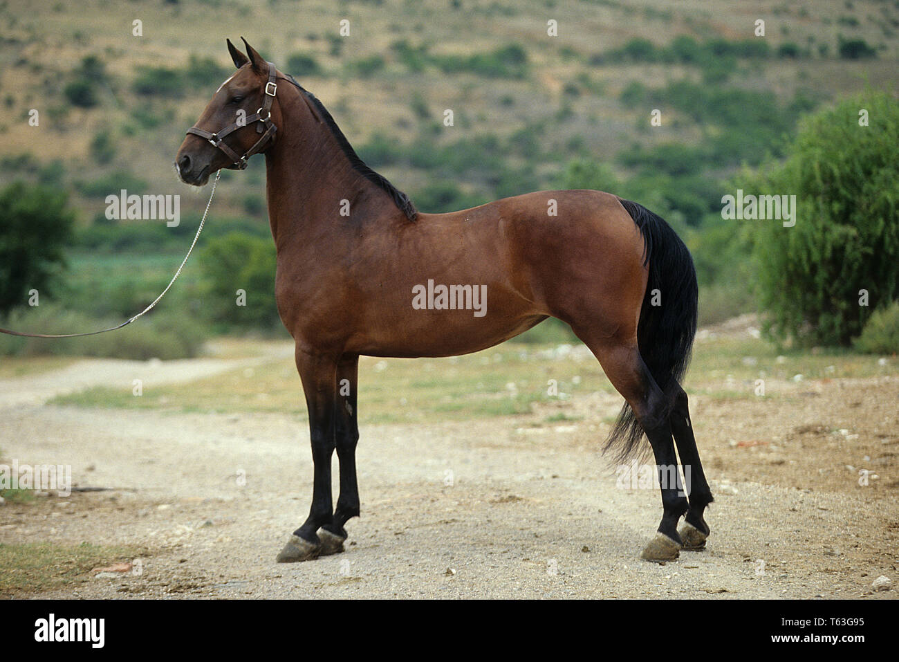 Boer Pony High Resolution Stock Photography and Images - Alamy