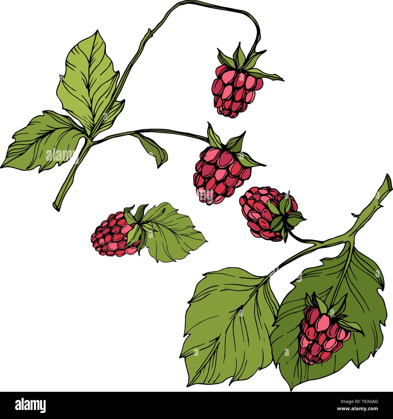 Vector Raspberry healthy food isolated. Red and green engraved ink art ...
