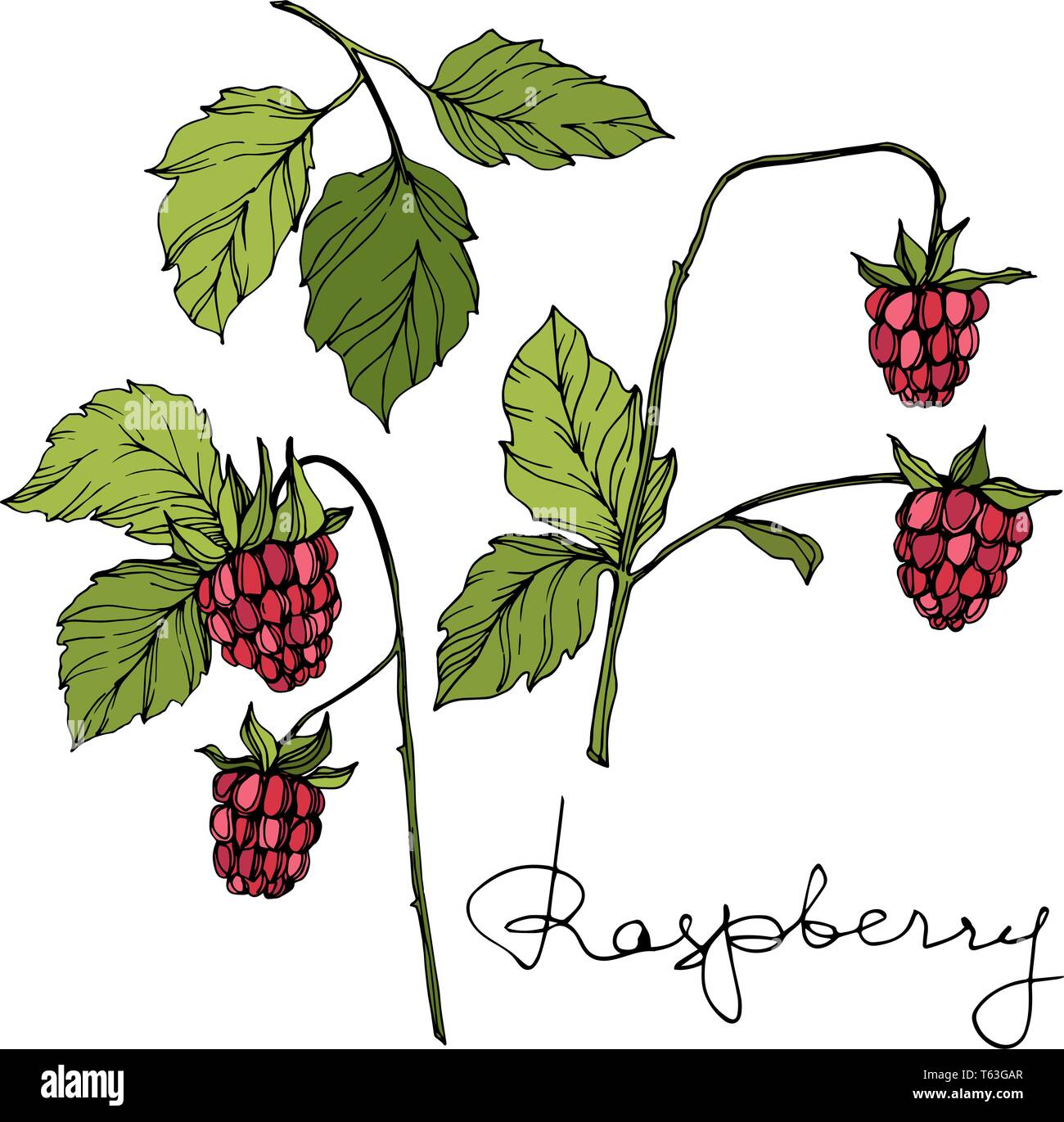 Vector Raspberry healthy food isolated. Red and green engraved ink art ...