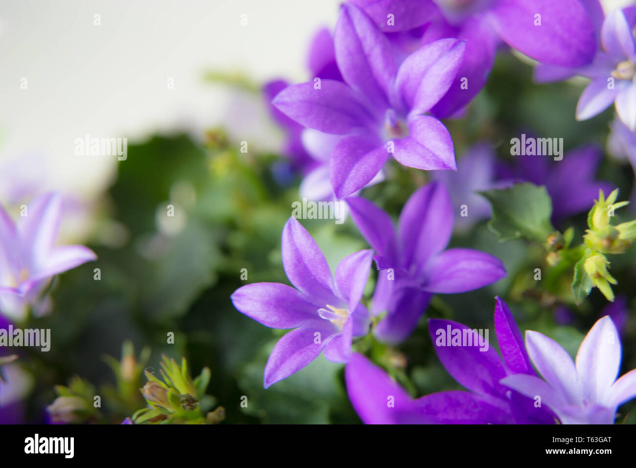 Violet flowers bells and leaves - blurry photo Stock Photo - Alamy