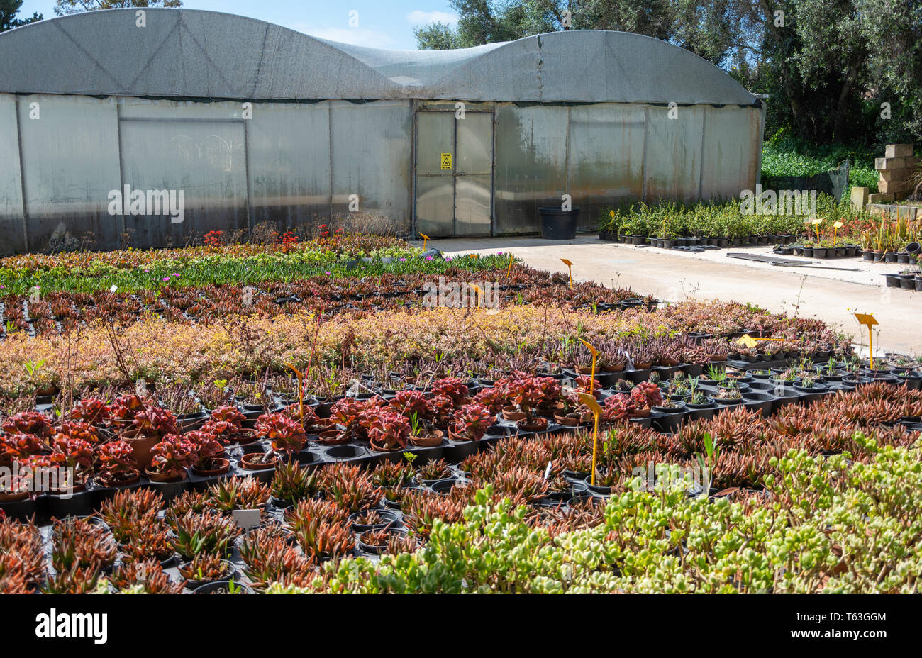 Nursery with plants for landscaping Stock Photo - Alamy