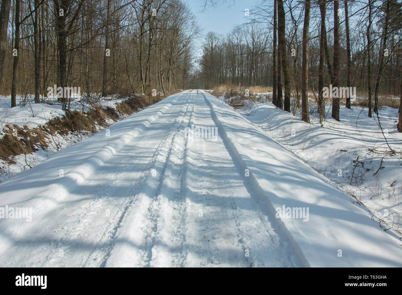 Driving through sunny winter forest hi-res stock photography and images ...