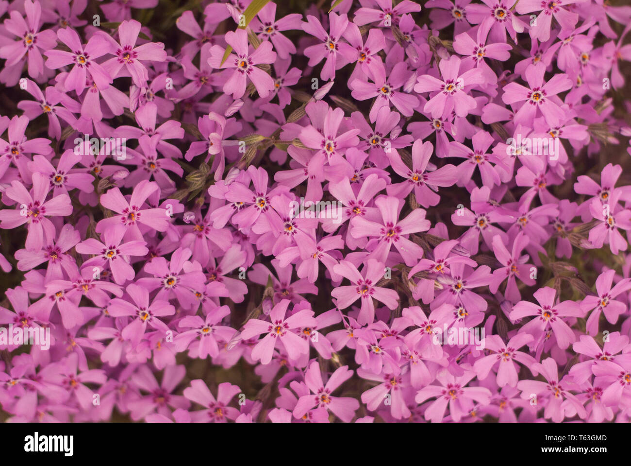 Lovely pink flowers hi-res stock photography and images - Alamy