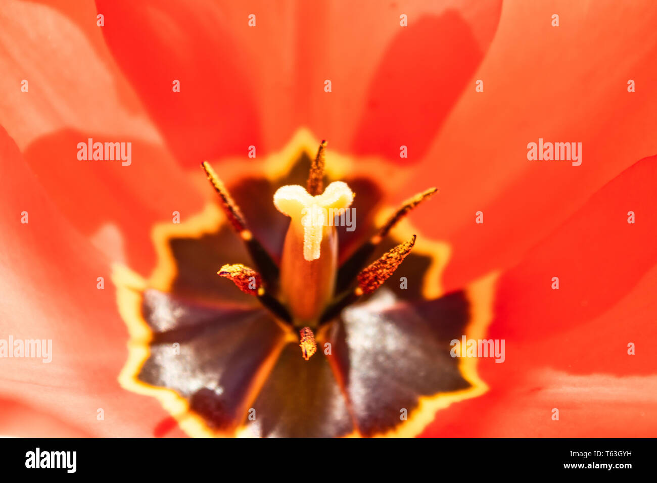 Red tulip core hi-res stock photography and images - Alamy