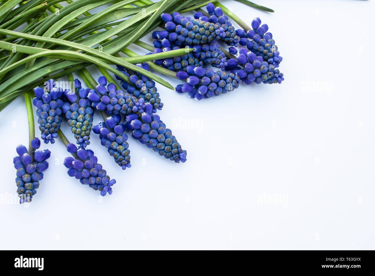 Blue flower Muscari on a white background, small spring bells. View ...