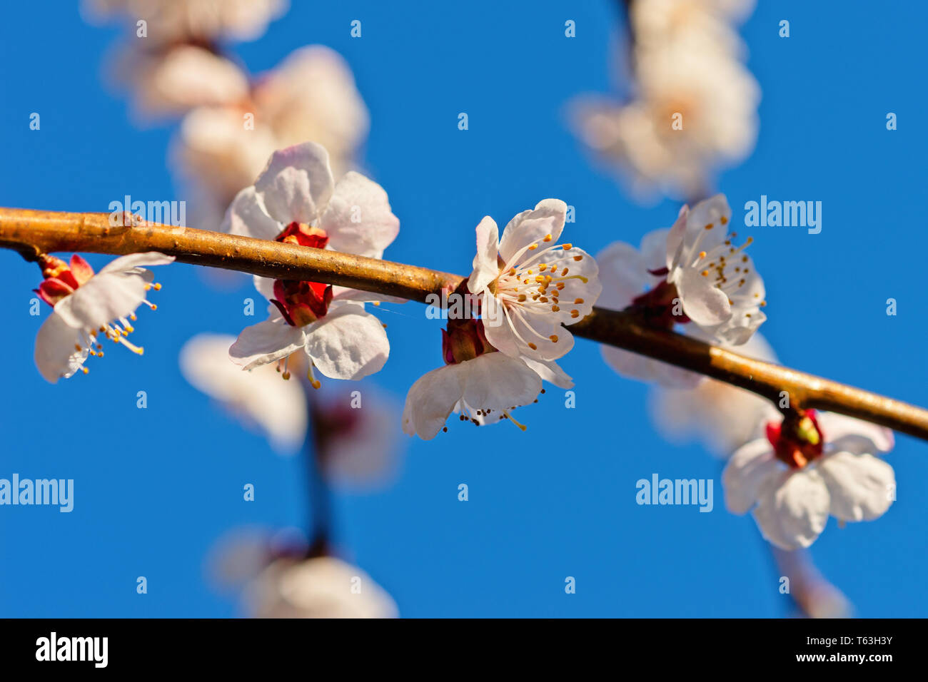 Japanese apricot flowers. Prunus mume tree in full bloom. Sunlit ...