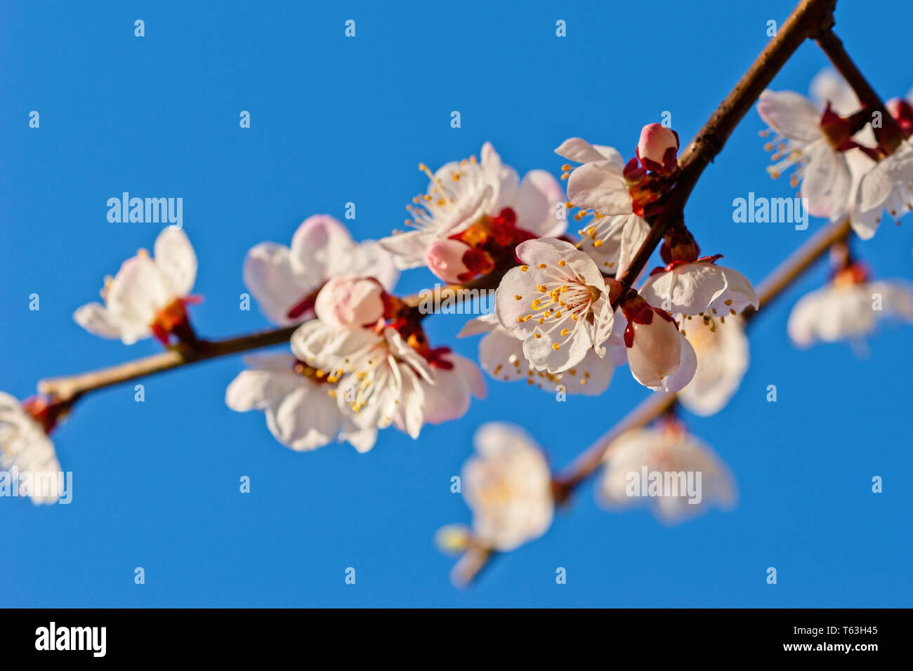 Japanese apricot flowers. Prunus mume tree in full bloom. Sunlit ...