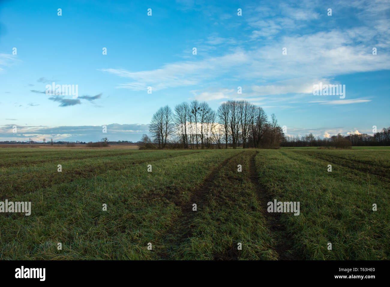 Traces of wheels in the field, fertilized field with manure, trees ...