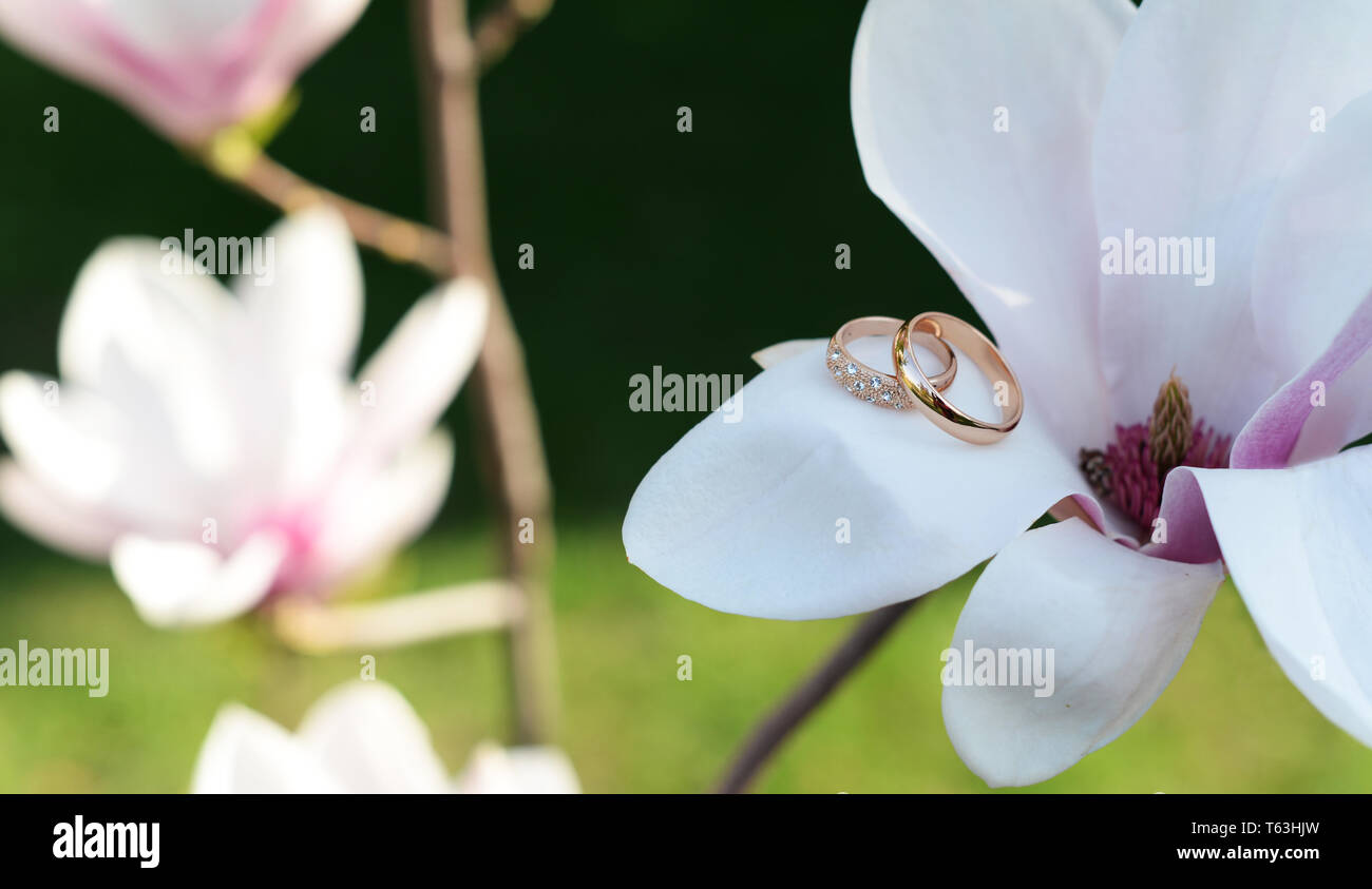 gold wedding rings for lovers on magnolia flowers Stock Photo - Alamy