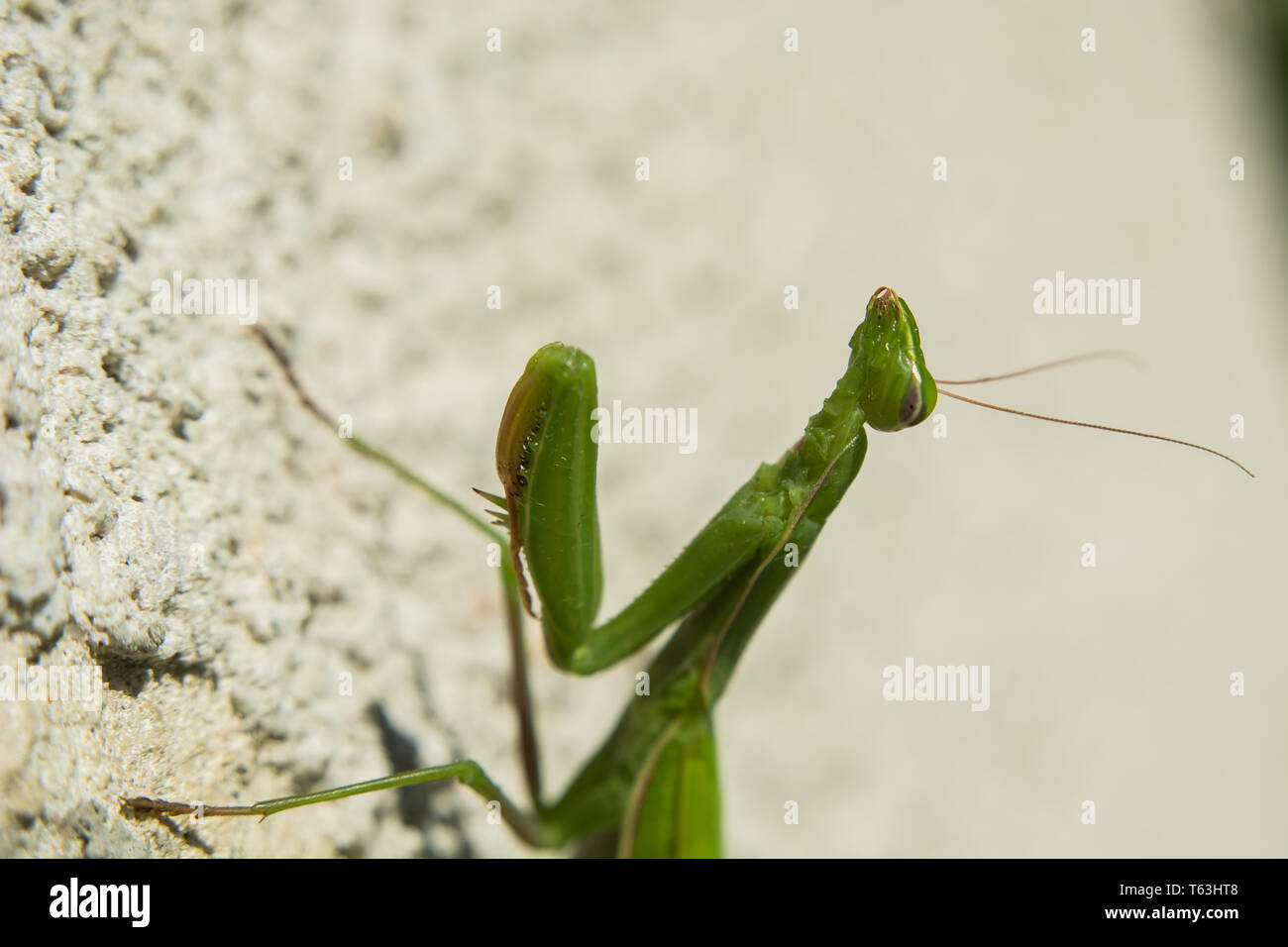 Close-up on a raised green mantis head on a summer sunny day - portrait ...
