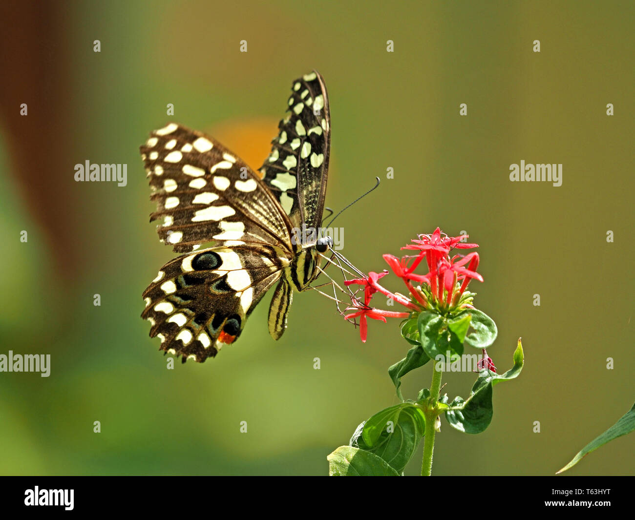 Christmas butterfly hi-res stock photography and images - Alamy