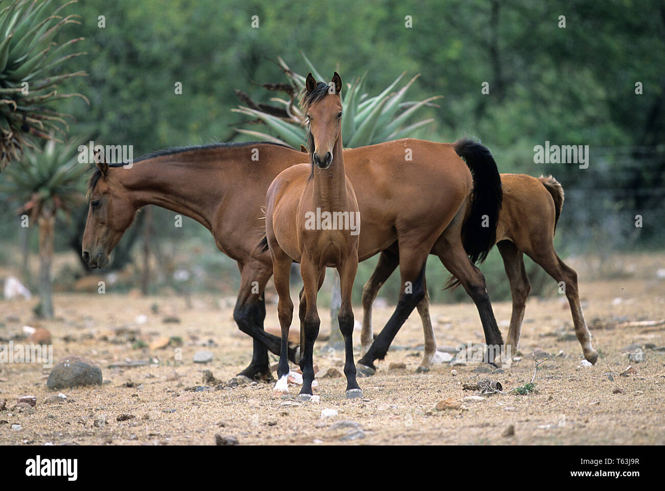 Boer Pony High Resolution Stock Photography and Images - Alamy