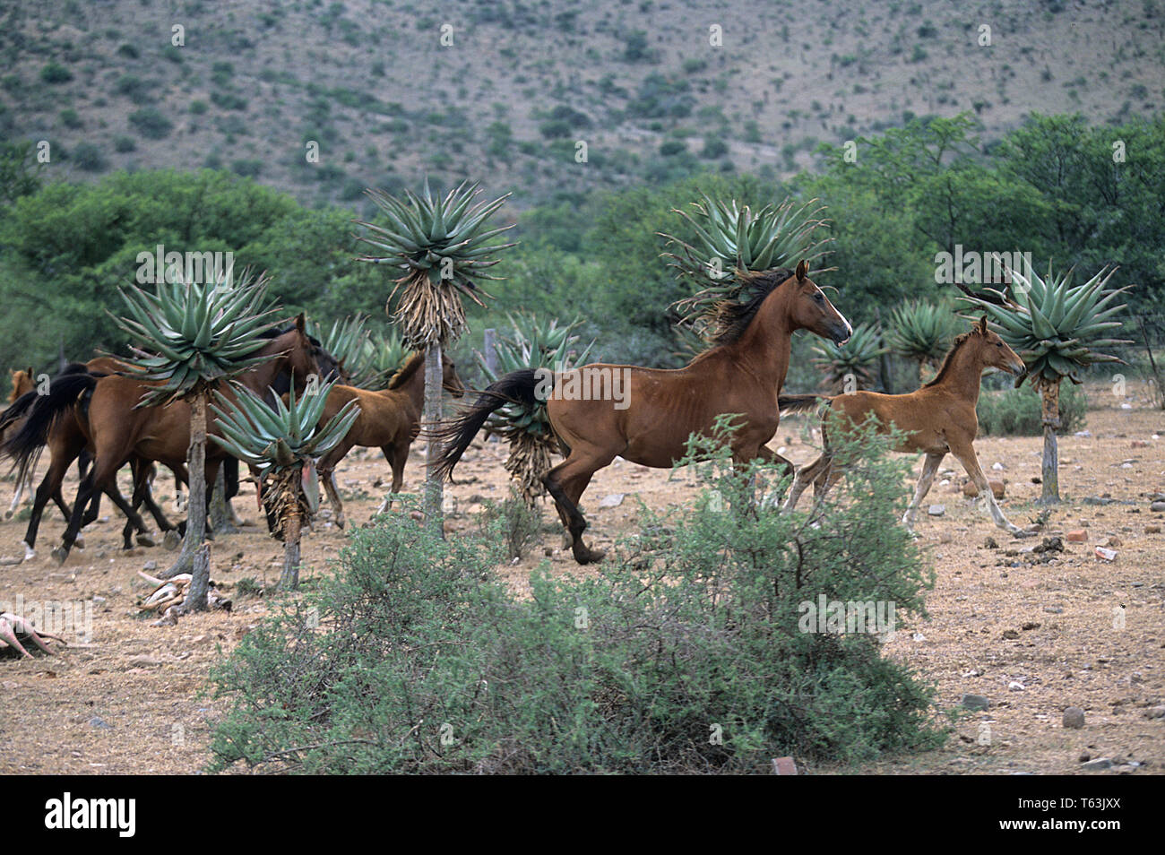 Boer pony hi-res stock photography and images - Alamy