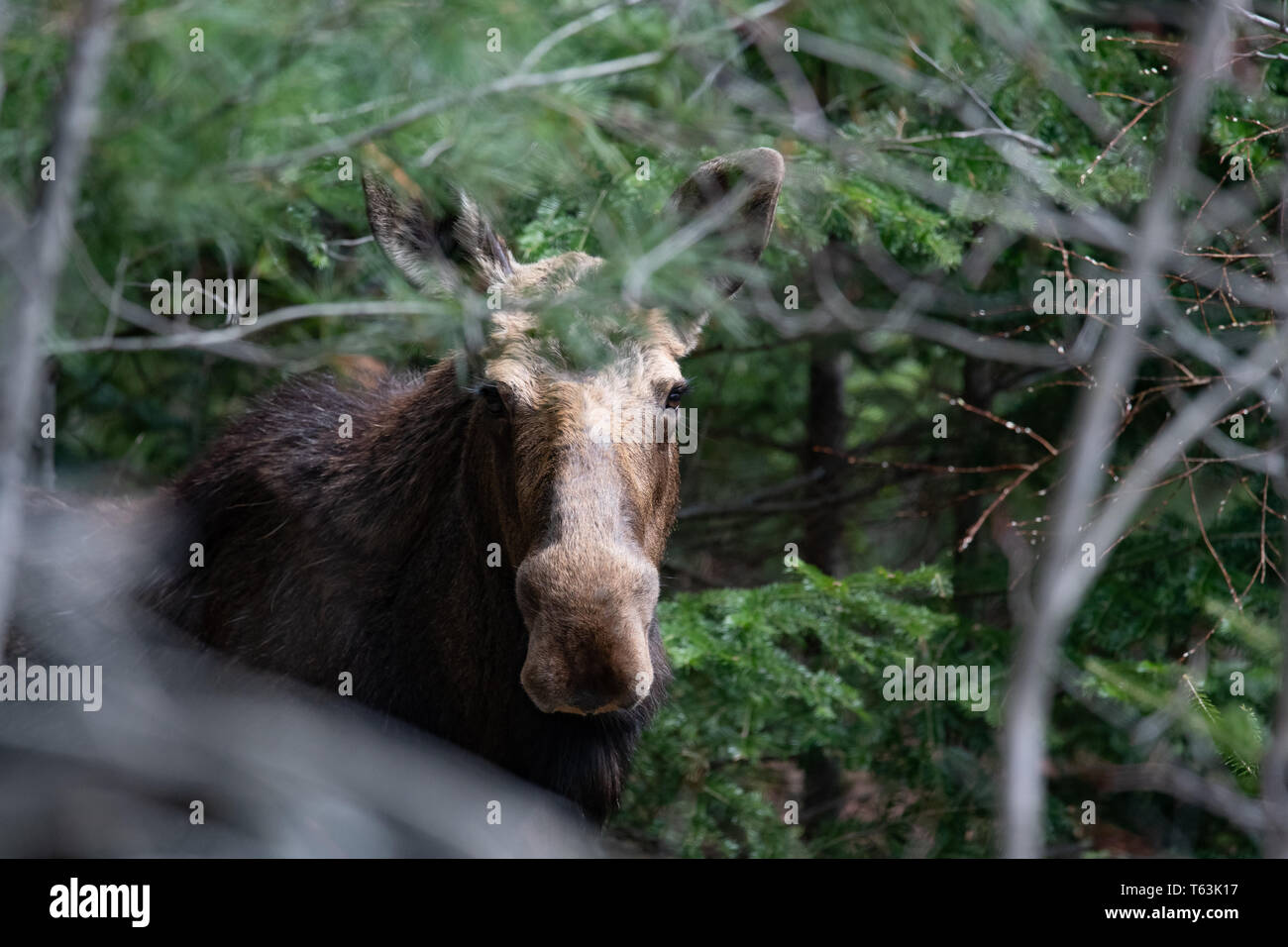 A North American moose,, Alces alces, hiding in the Adirondack ...