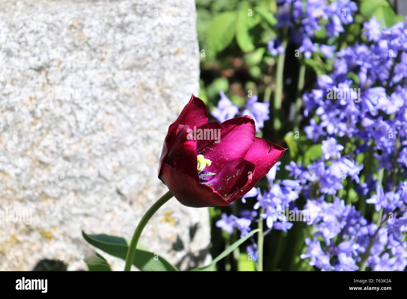 Beautiful and colorful yellow white and purple spring flowers in the ...