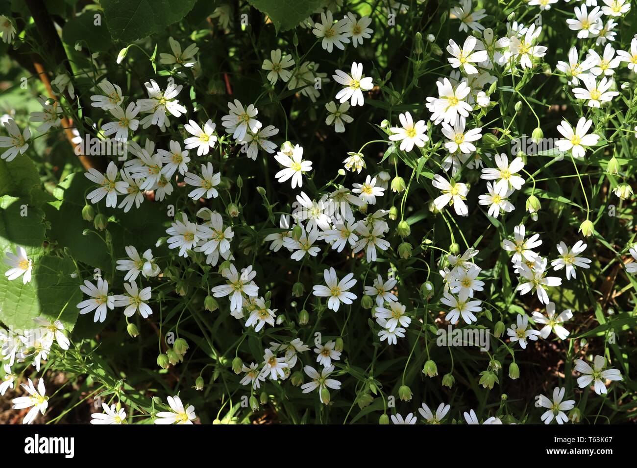 Beautiful and colorful yellow white and purple spring flowers in the ...