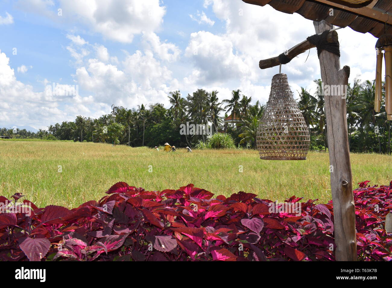 Balinese rice paddy hi-res stock photography and images - Alamy