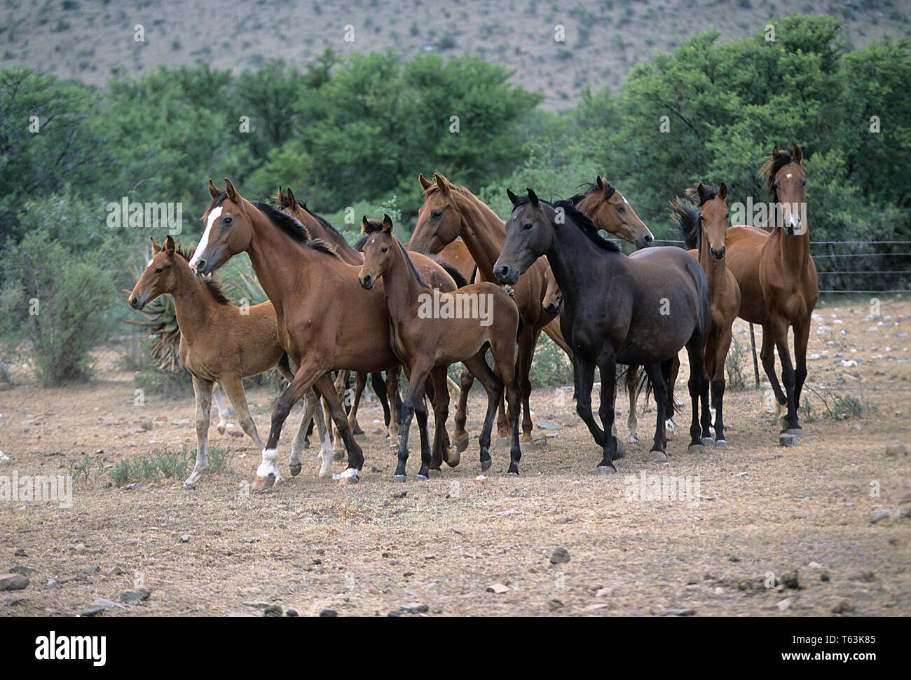 Boer pony hi-res stock photography and images - Alamy