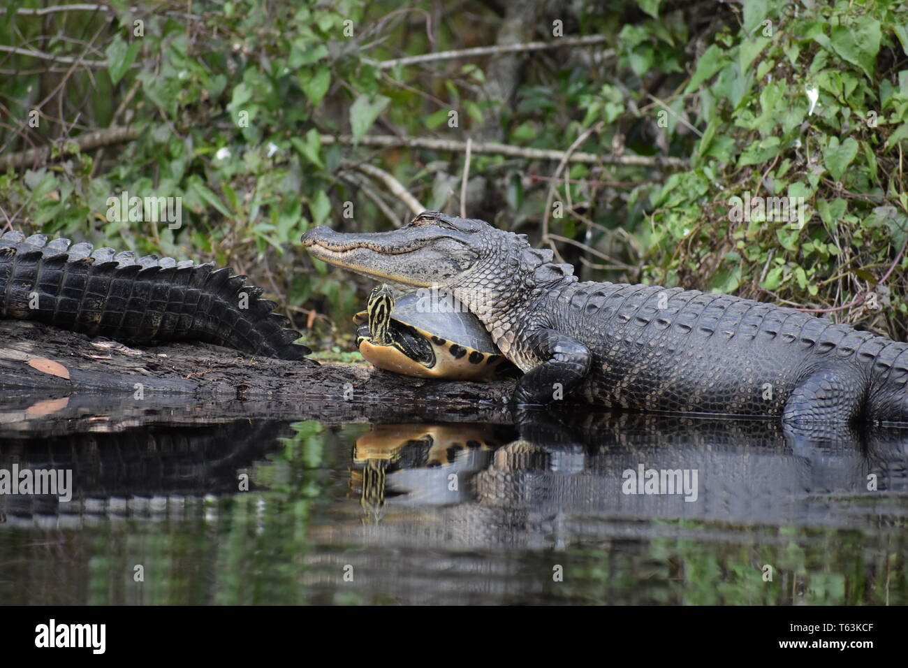 River Turtle High Resolution Stock Photography and Images - Alamy