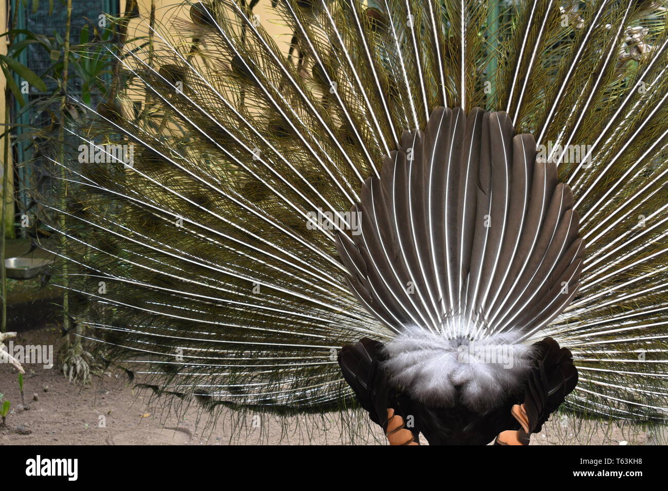 Peacock bottom hi-res stock photography and images - Alamy