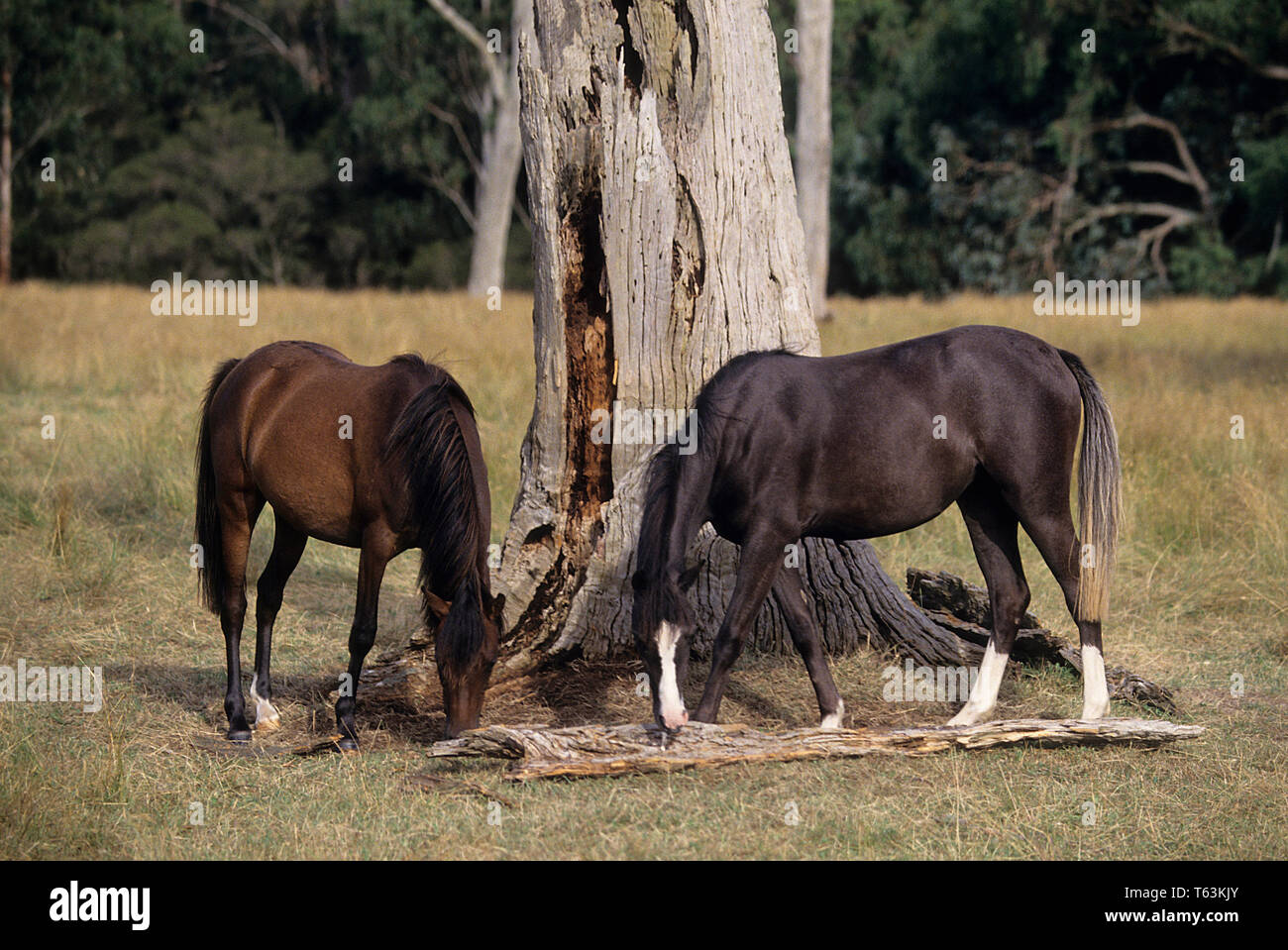 Australian pony hi-res stock photography and images - Alamy
