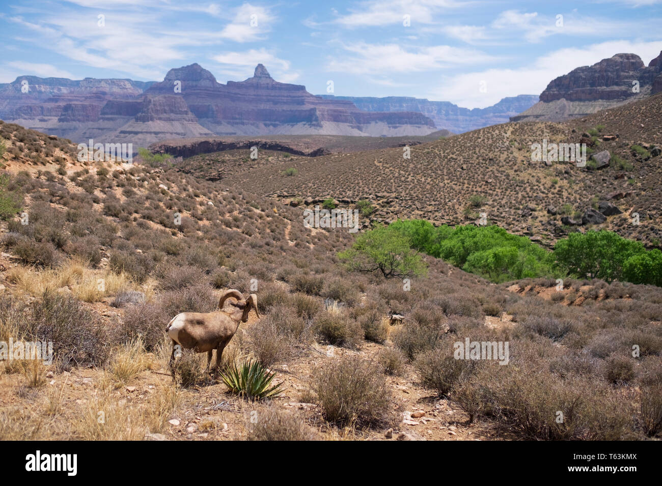 Bighorn sheep grand canyon hi-res stock photography and images - Alamy