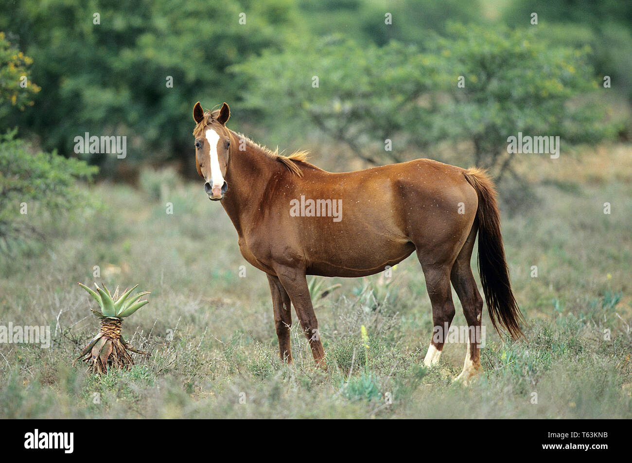 Boer pony hi-res stock photography and images - Alamy