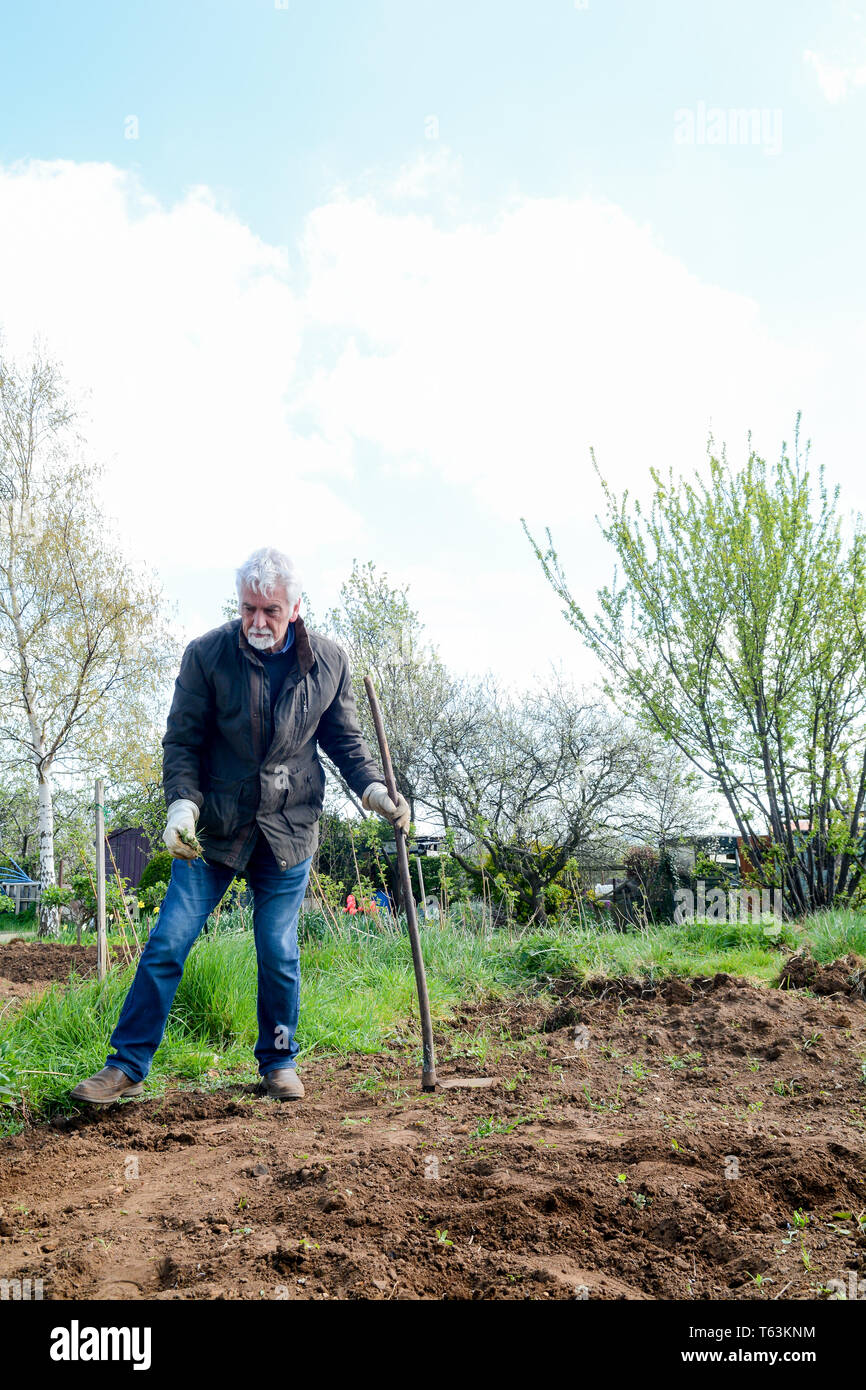 Man preparing ground to grow own vegetables in an allotment garden ...