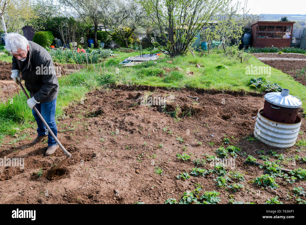 Man preparing ground to grow own vegetables in an allotment garden ...
