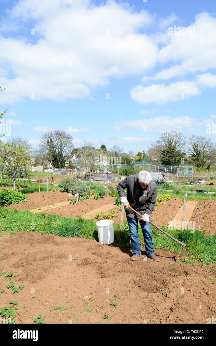 Man preparing ground to grow own vegetables in an allotment garden ...