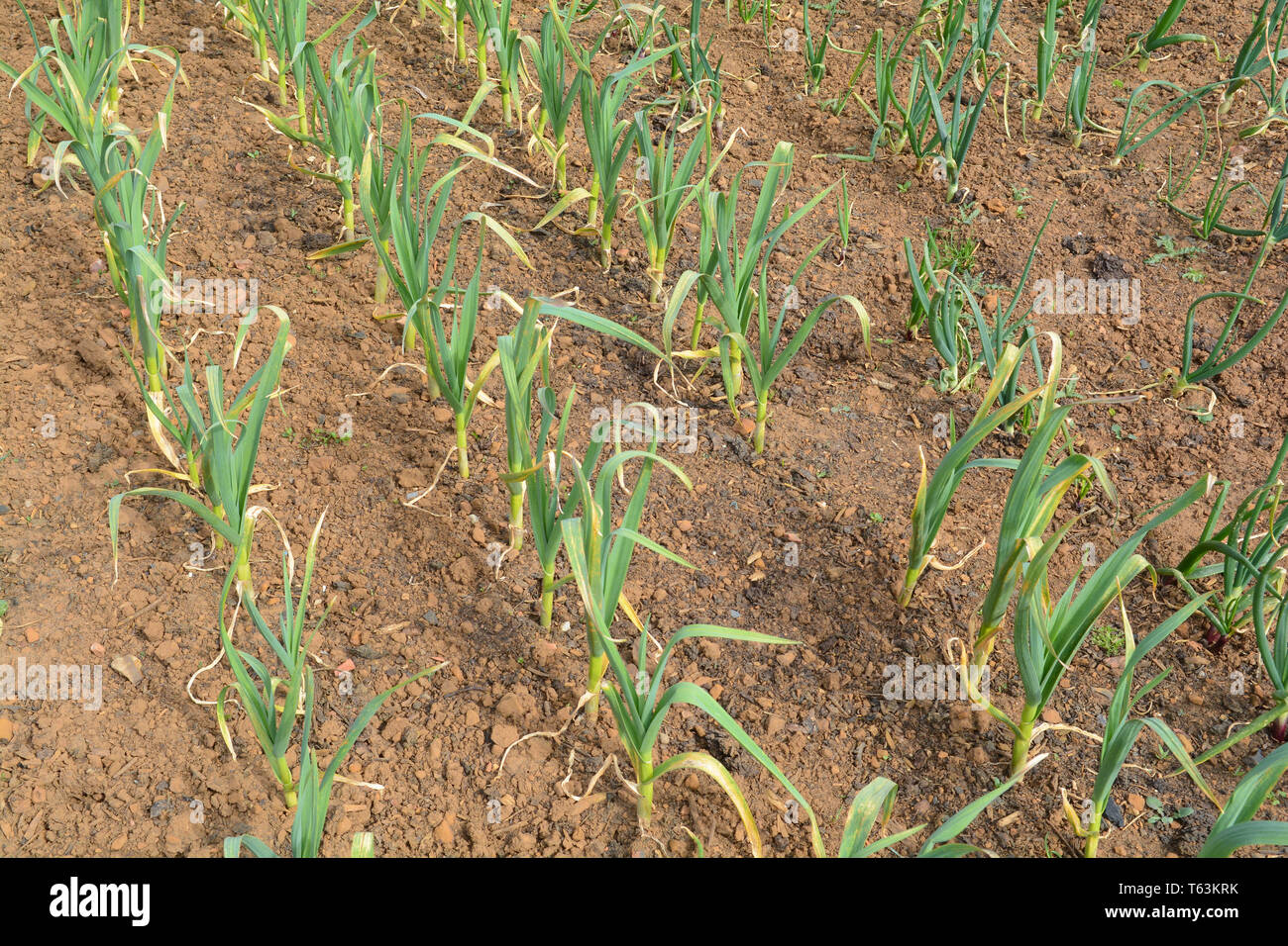 Community allotment space for local people to grow produce Stock Photo ...